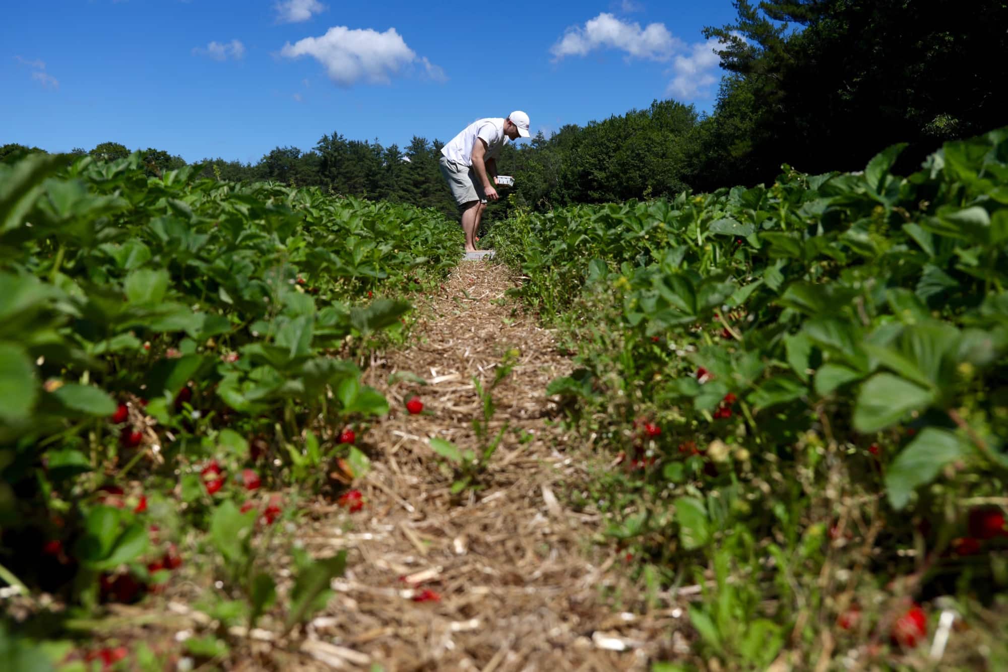 Strawberry Fields Forever: Summer Berry Picking - The Jackson ...